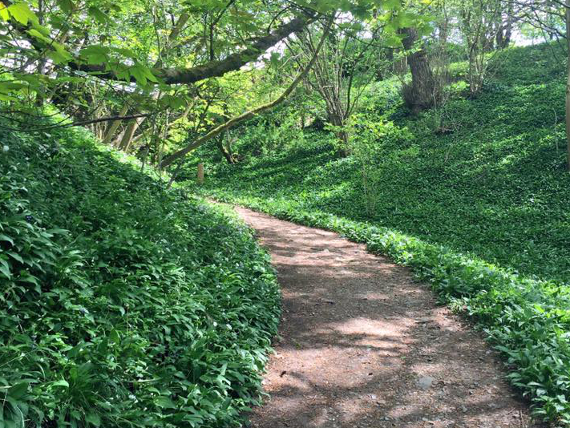 Tring Park | The Woodland Trust